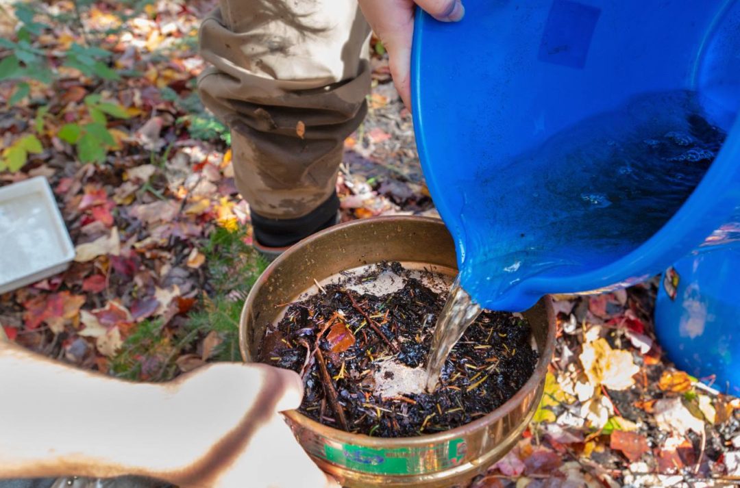 Macro-invertebrate sampling - Shediac Bay Watershed Association
